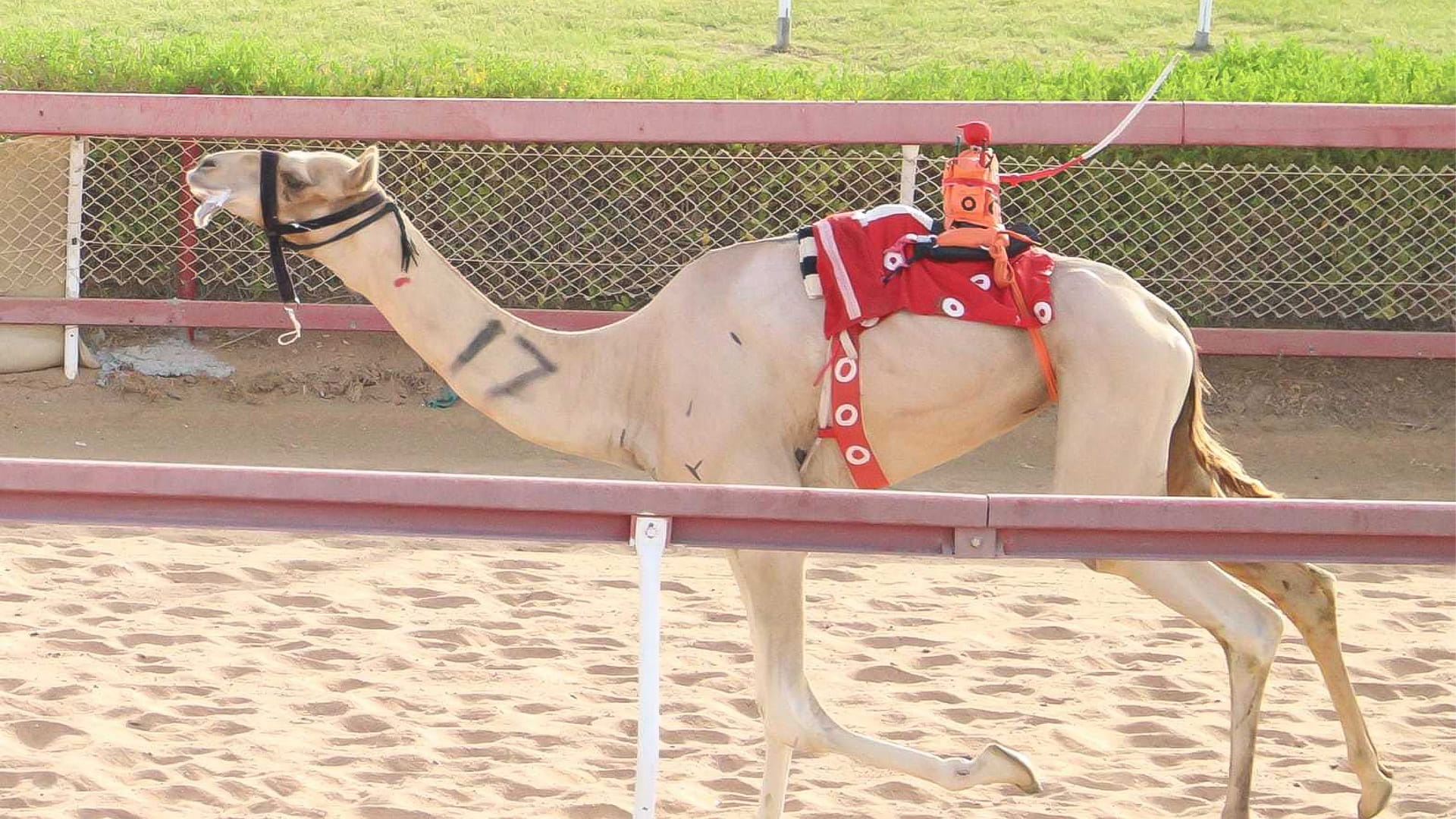 Strong competition in Tahnoon Bin Mohammed camel race at Al Dhaid