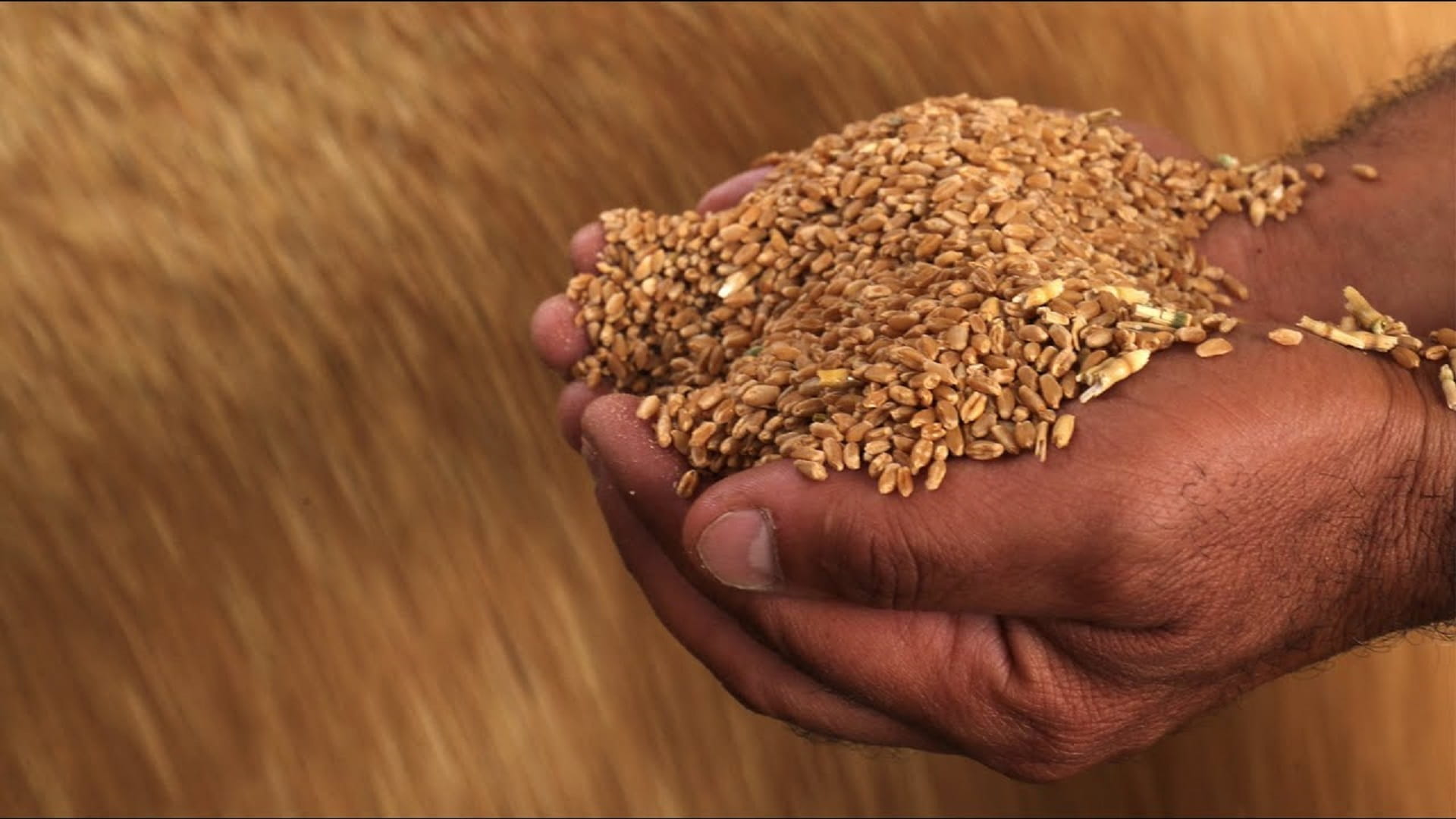 Syrias wheat war: drought fuels food crisis for 16 million