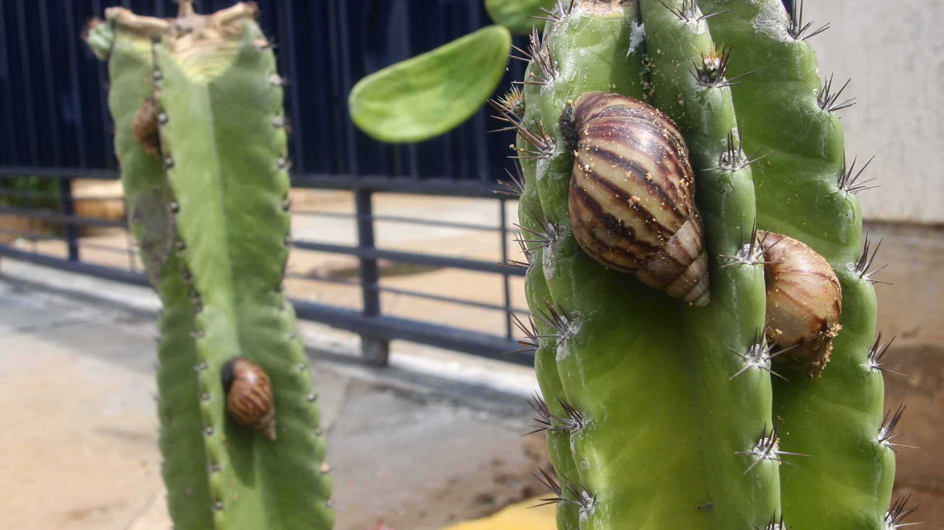 Giant African snails plague crops in western Venezuela